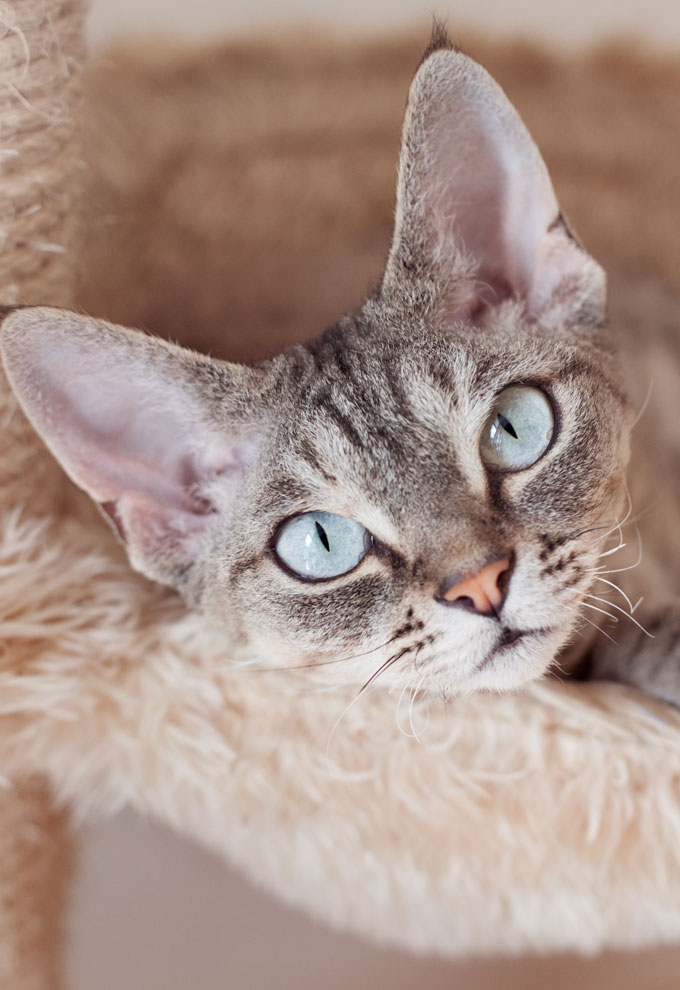 Fear Free - Vet in Bourne | All Pets Medical Center